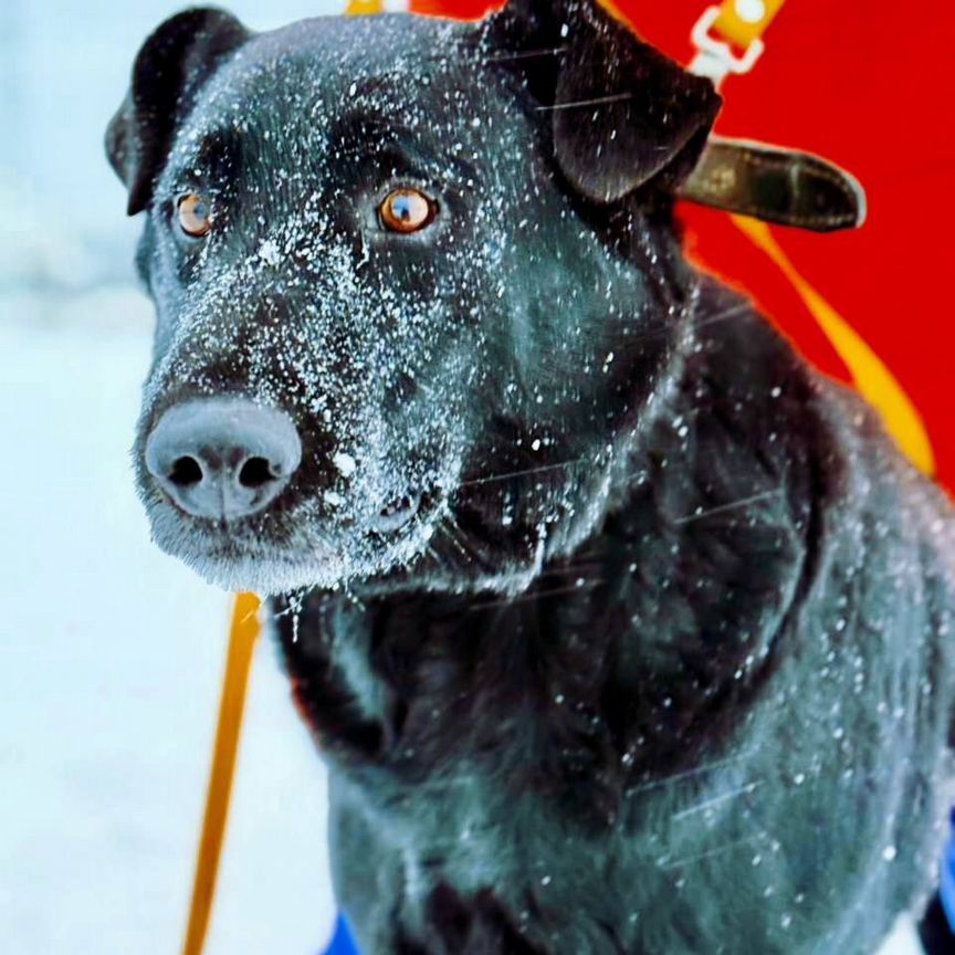 Взрослый пёс в добрые руки