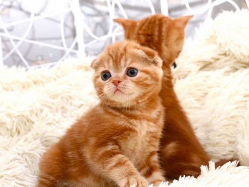Шотландские котята