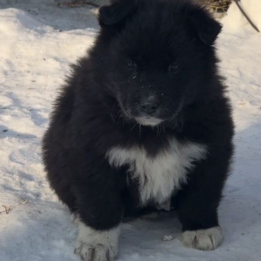 Щенок в добрые руки