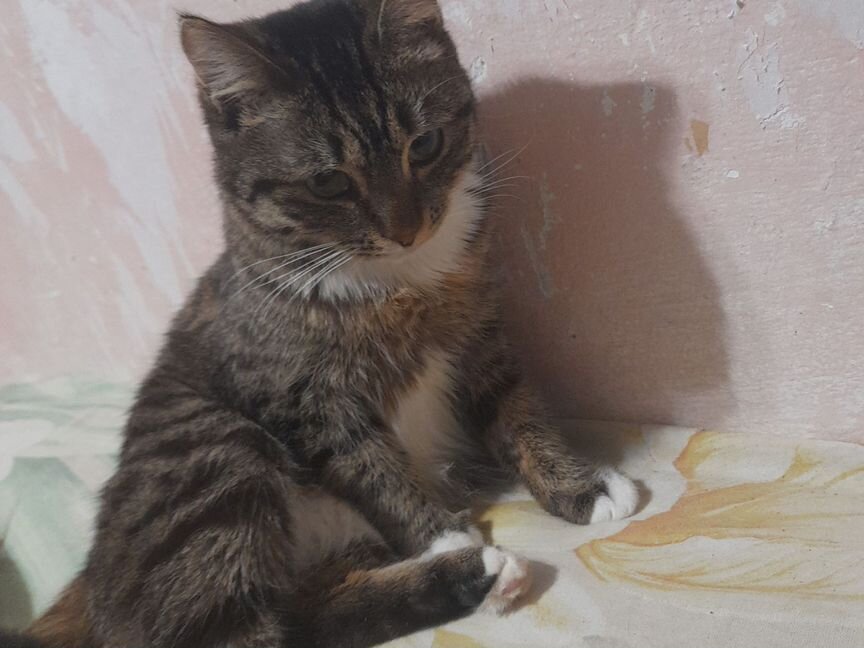 Отдам кота по кличке космос