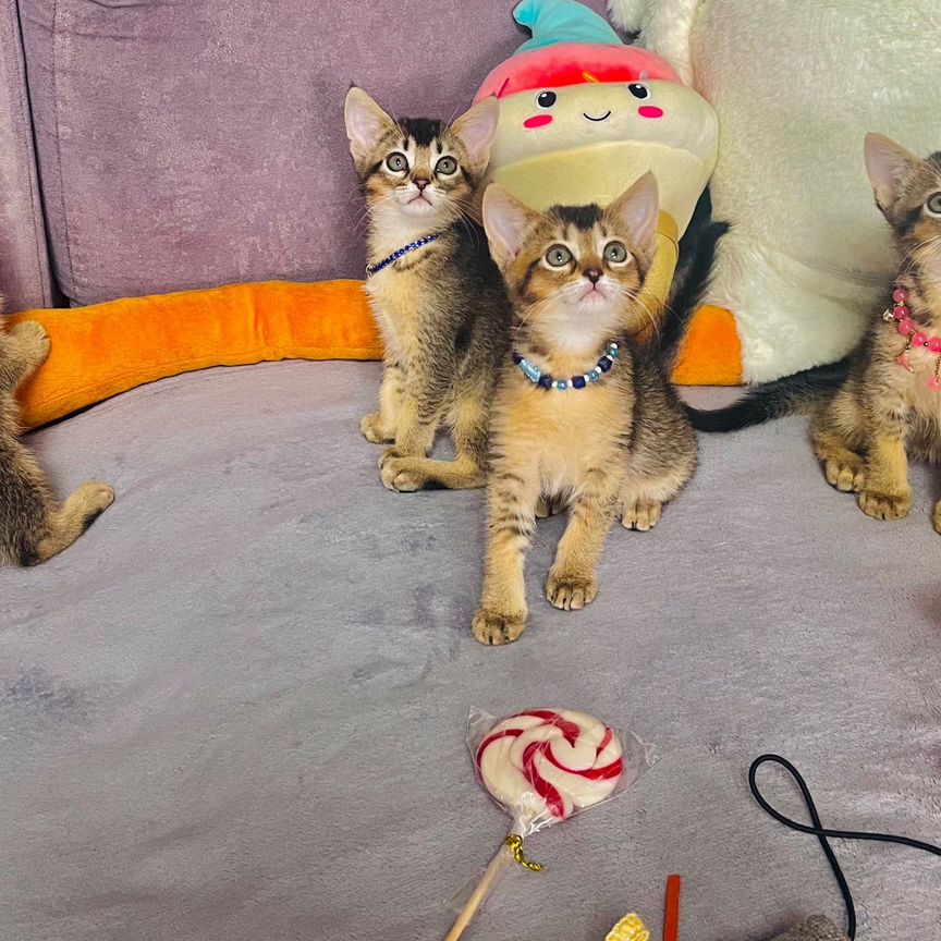 Котята