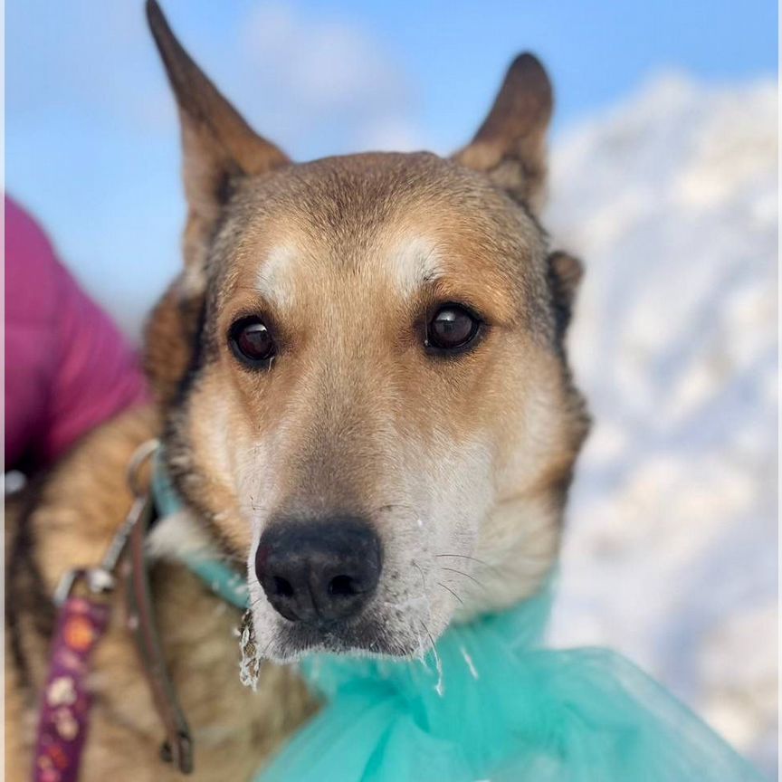 Взрослый пёс в добрые руки