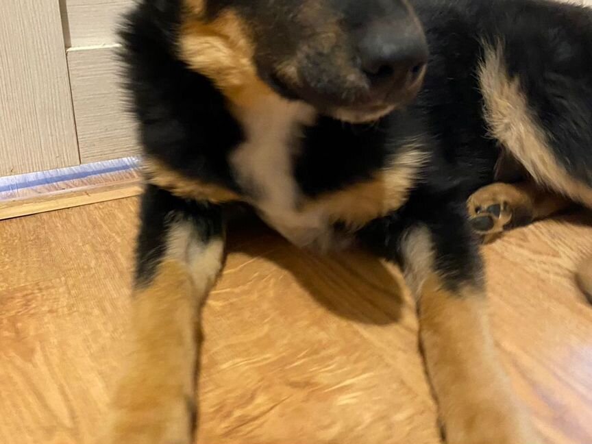 Малышка Мася 4-5 мес. в добрыe руки