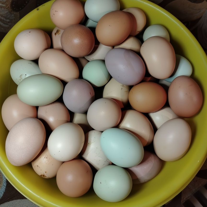 Яйцо куриное инкубационное