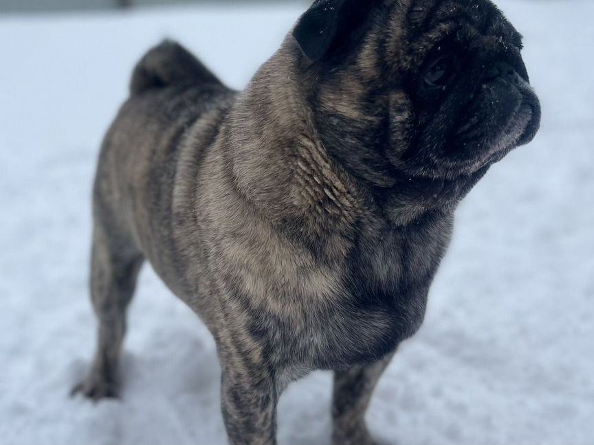 Мальчик тигровый мопс