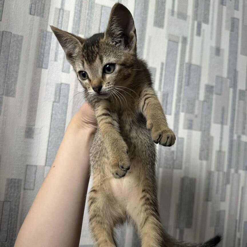 Абисинский котенок
