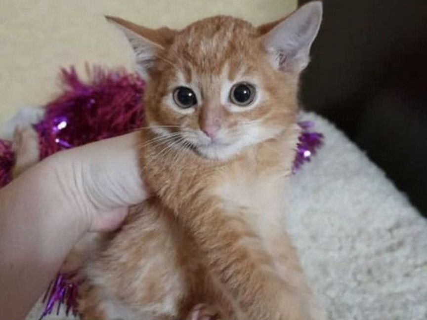 Кошка