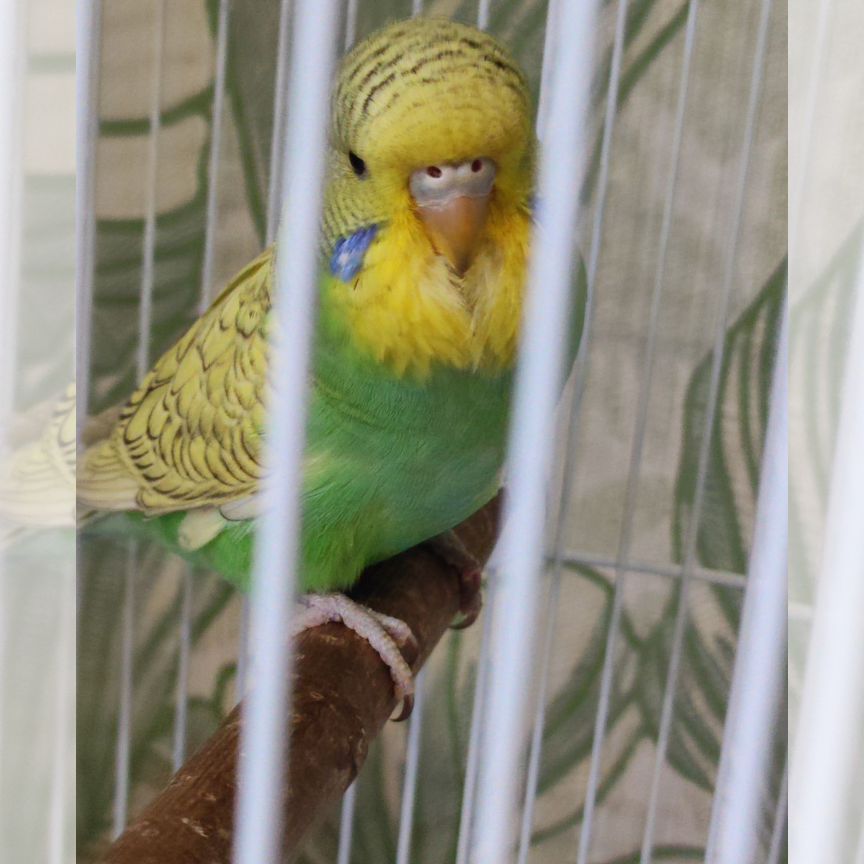 Волнистый попугай птенец самка