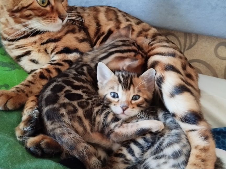 Бенгальские котята