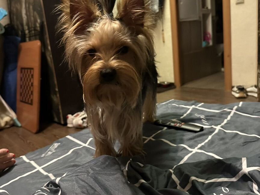 Йоркширский терьер