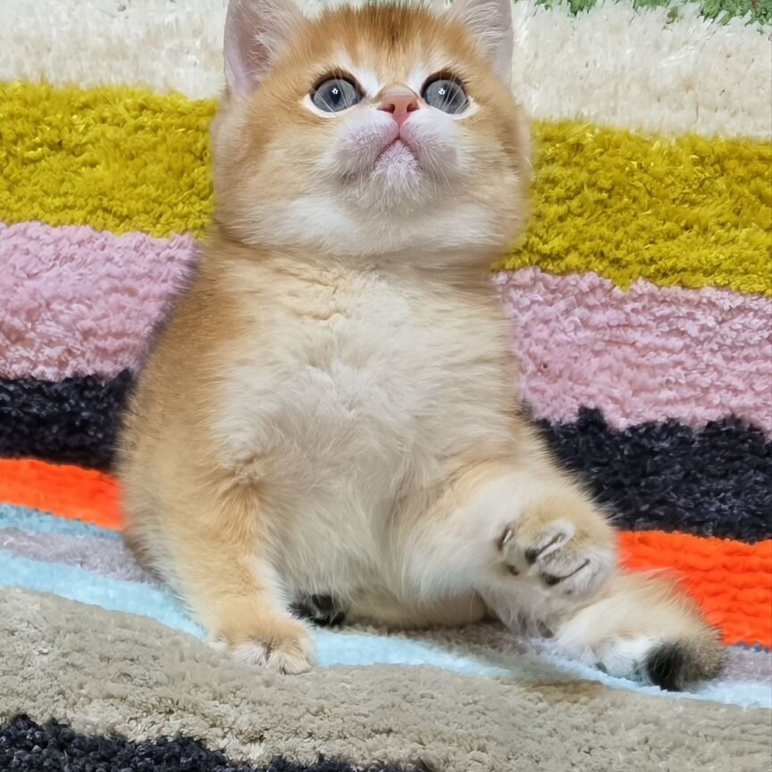 Британский короткошёрстный котёнок