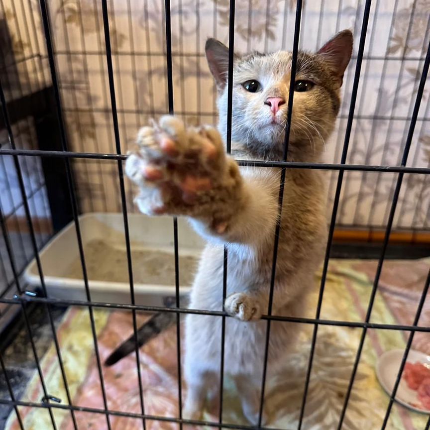 Ищем дом Котику