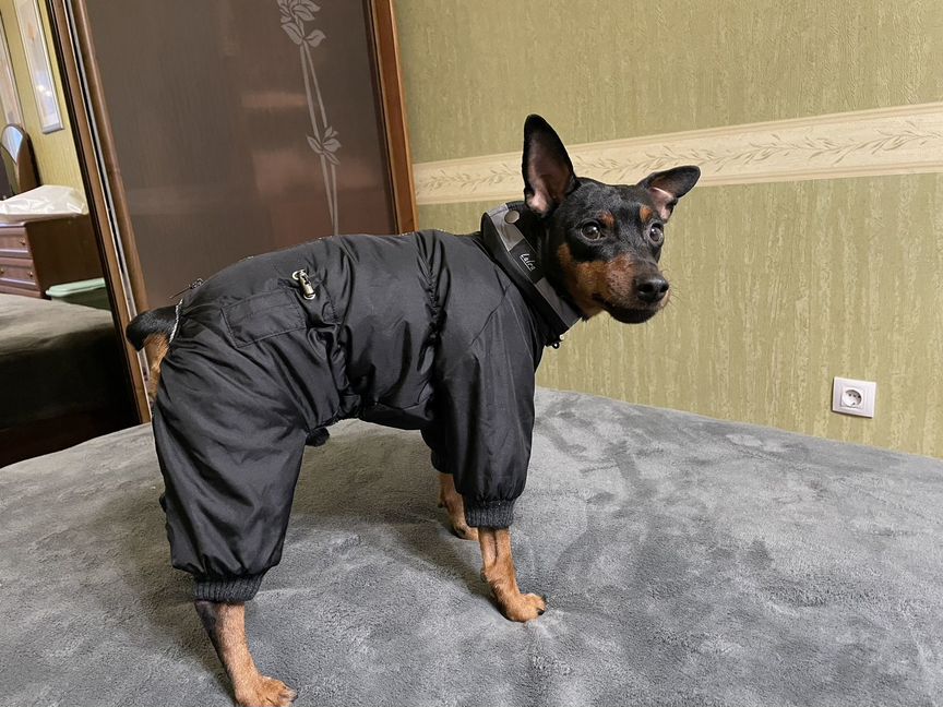 Одежда для собак Lalra