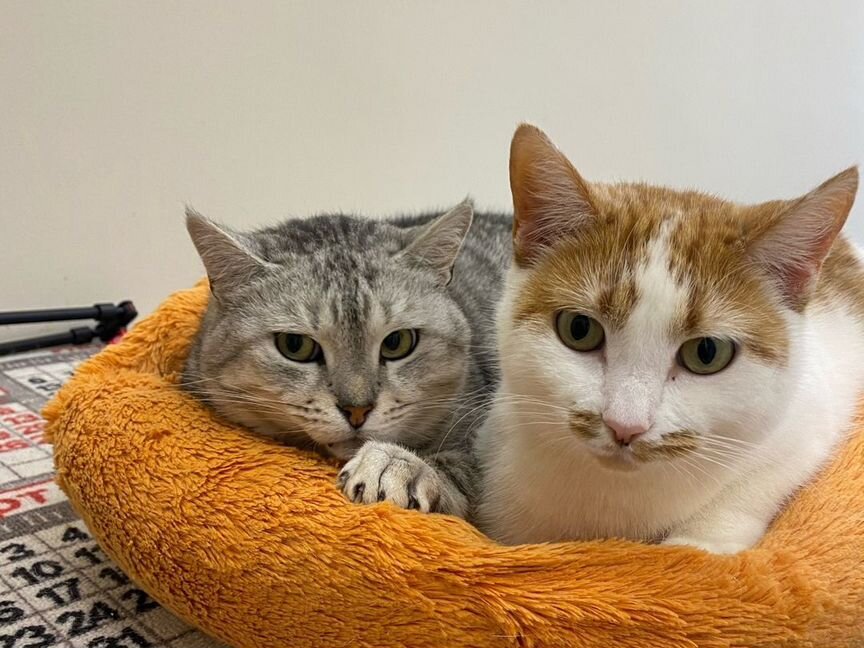 Влюбленные котики ищут дом