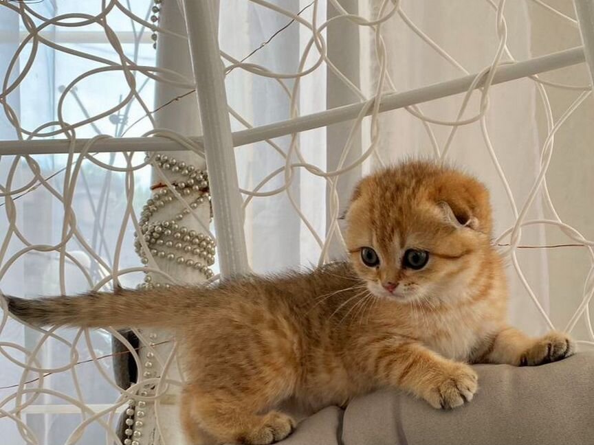 Шотландские золотые котята