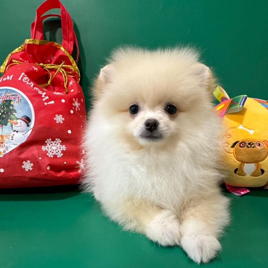 Померанский шпиц мальчик 3,5 мес