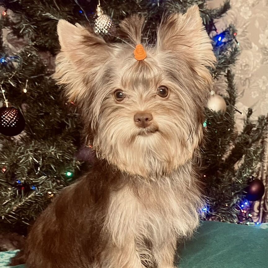 Йоркширский терьер, щенок