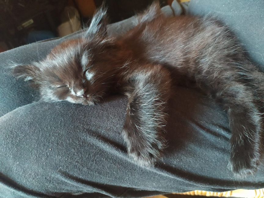 Черный котенок 1.5мес