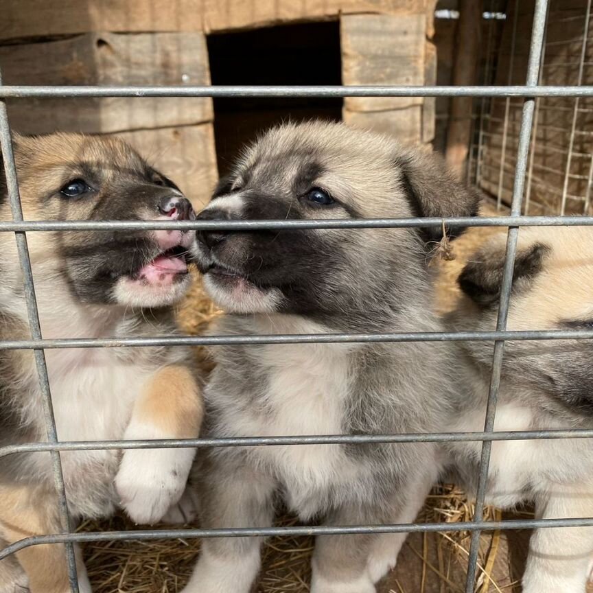 Щенки зсл без документов,1,5мес
