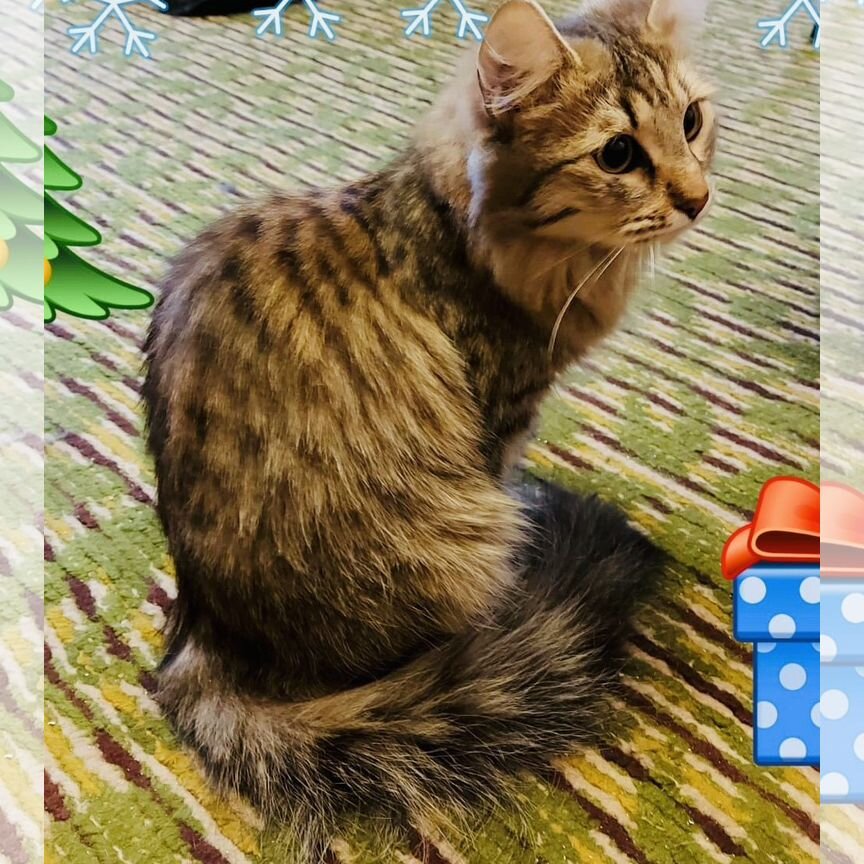 Стильная Алиса ждет родителей. Кошечка