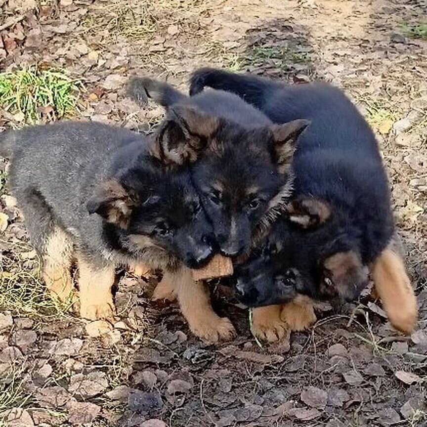 Немецкая овчарка, щенок