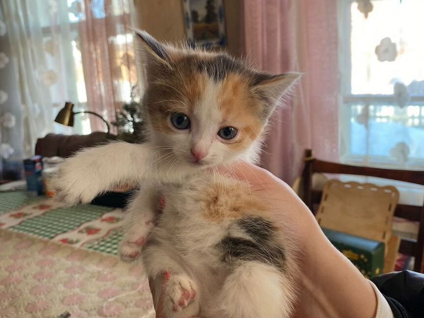 Котенок в добрые руки бесплатно