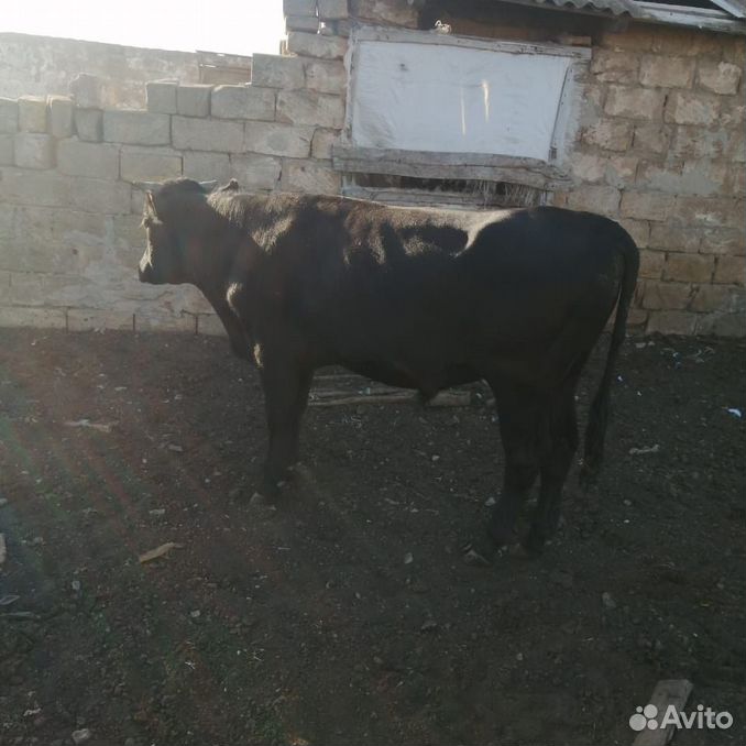 Бычки