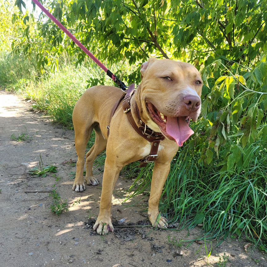 Питбуль в добрые руки