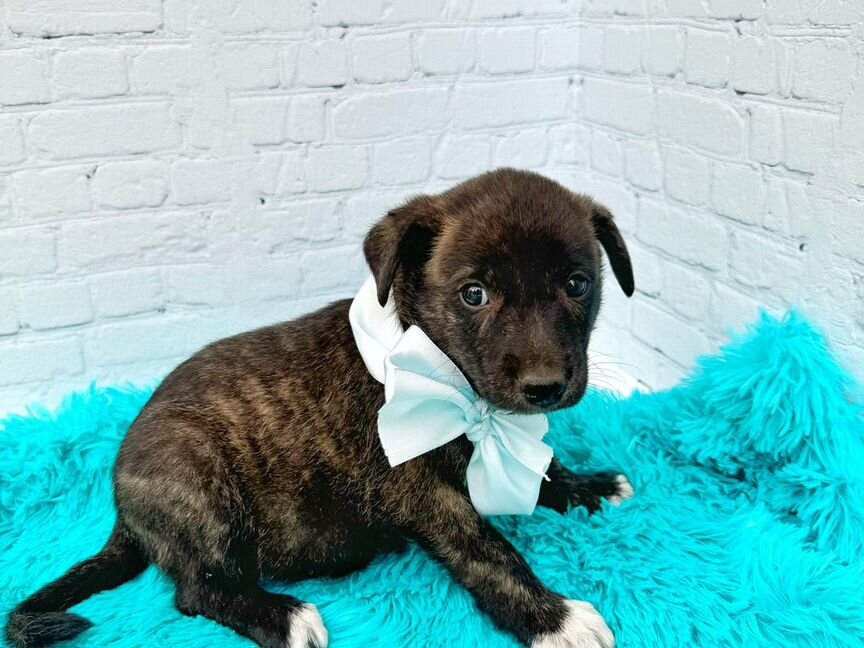 Щенок в добрые руки