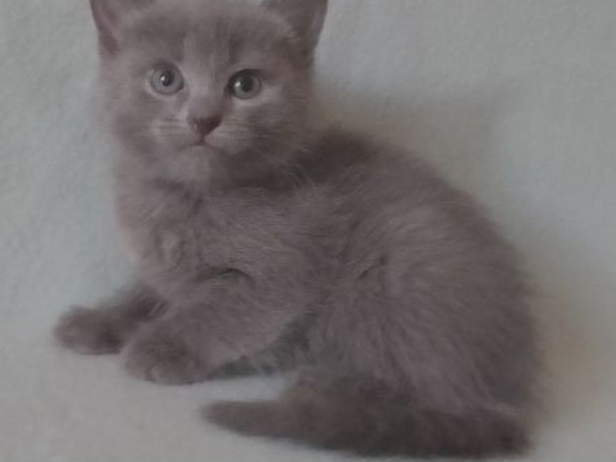 Котята русской голубой