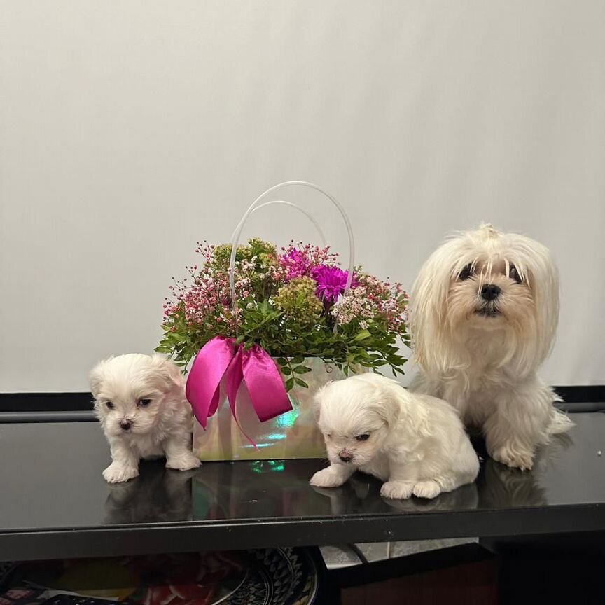 Maltese/ мальтезе болонка Маленькие обояшки