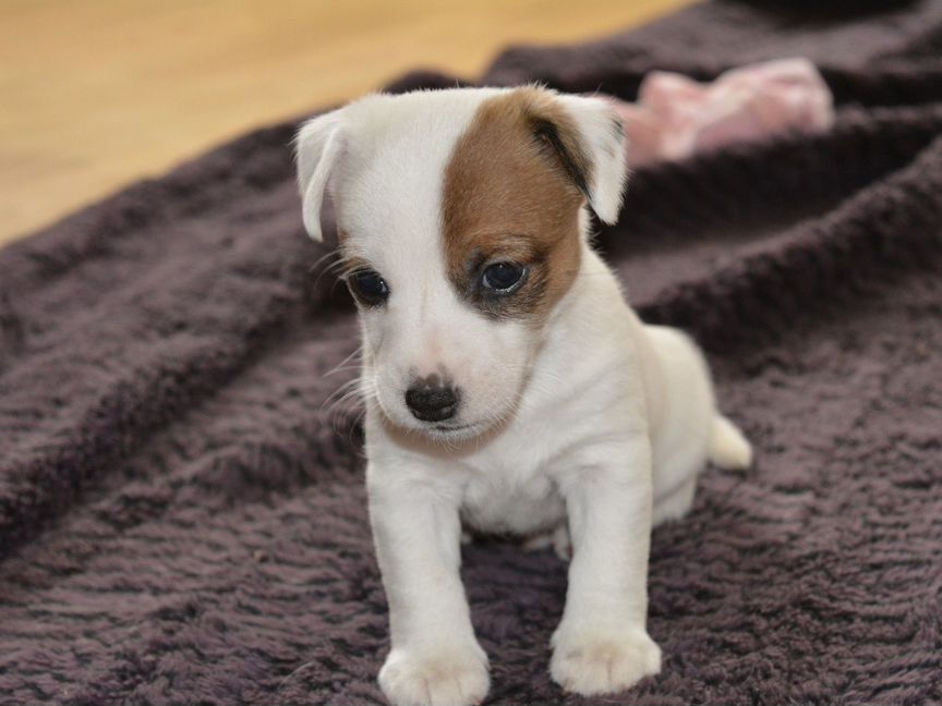 Джек Рассел терьер щенки