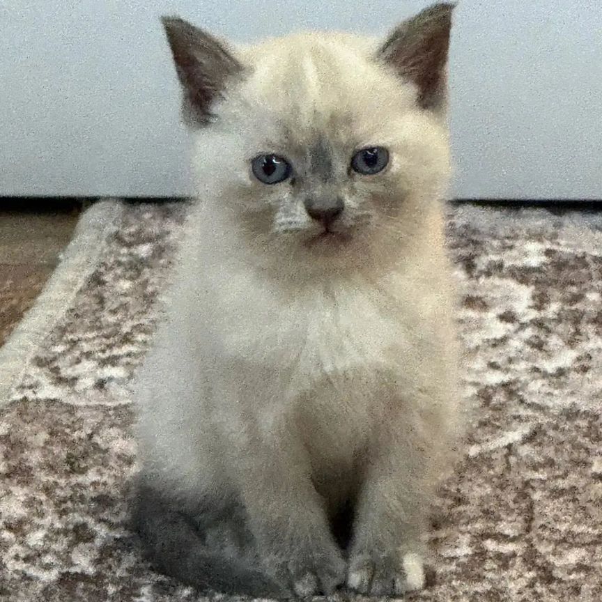 Сиамский котёнок