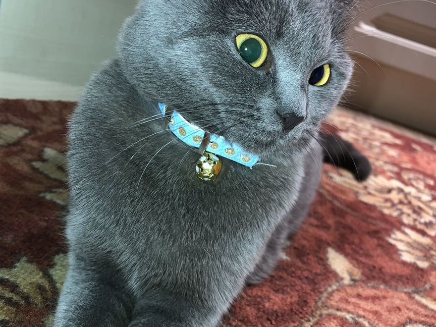 Британские вислоухие котята