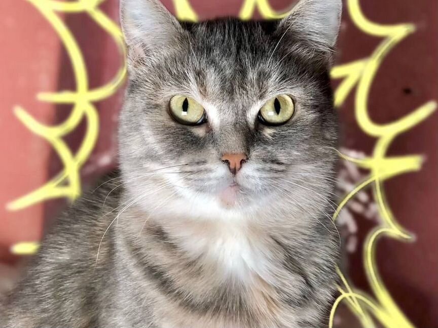 Очаровательная кошечка Оливка