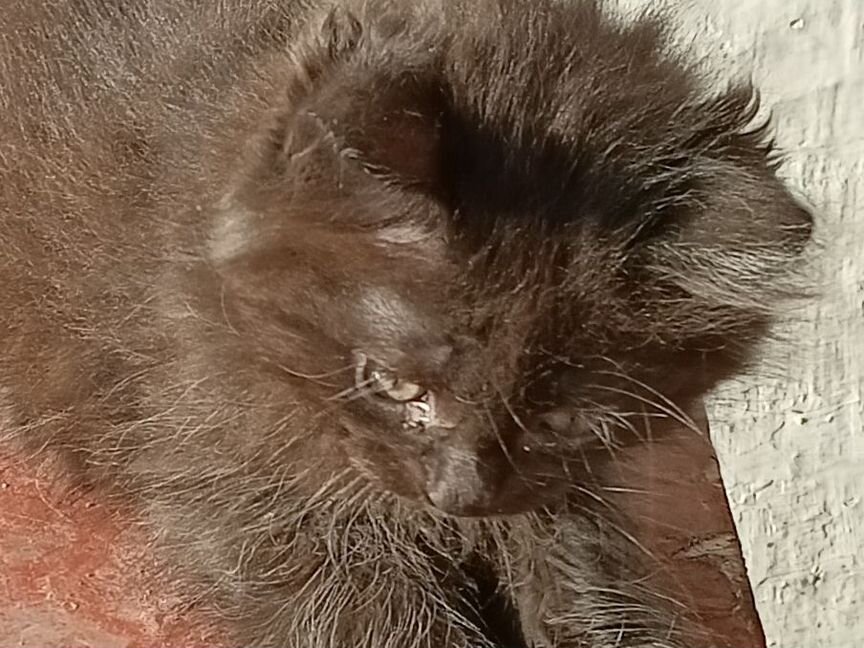 Кот