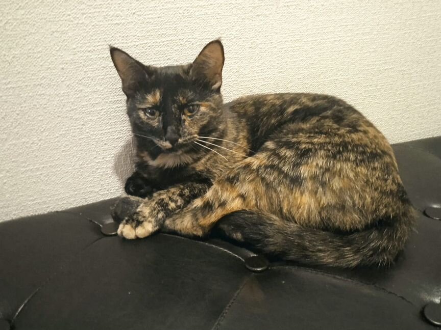 Кошечка черепахового окраса