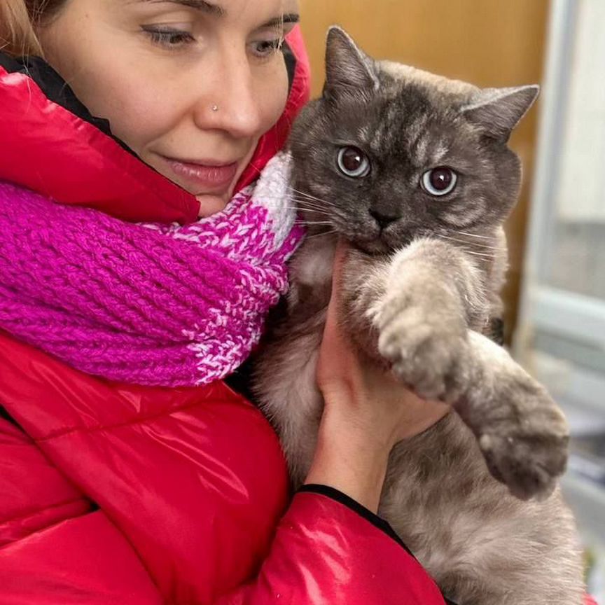 Взрослый кот в добрые руки