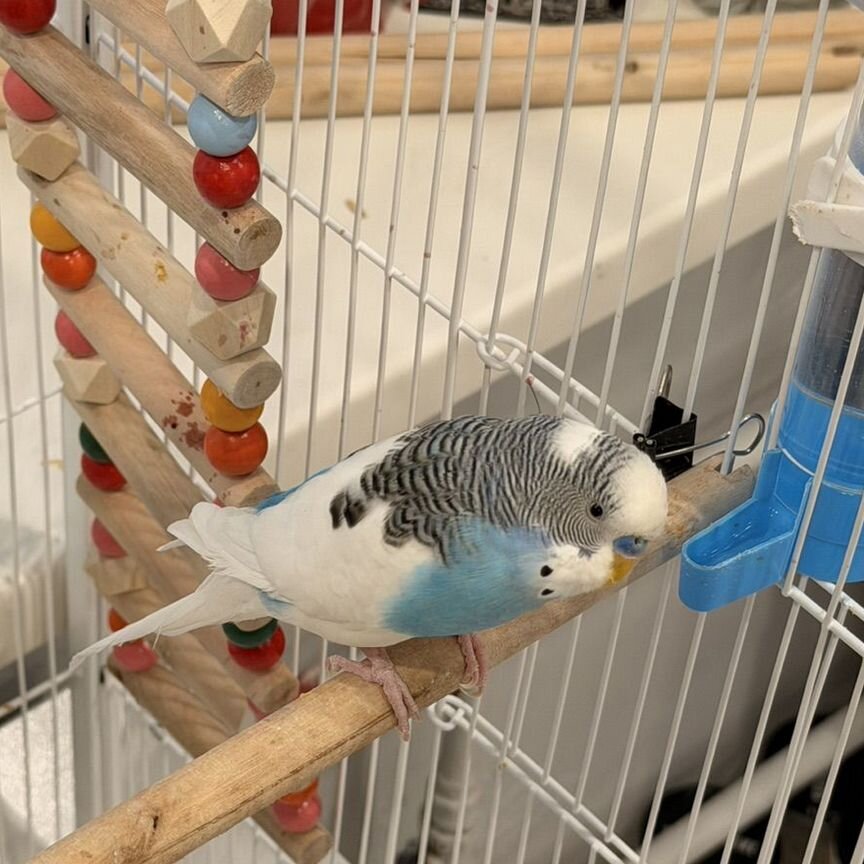 Волнистый попугай