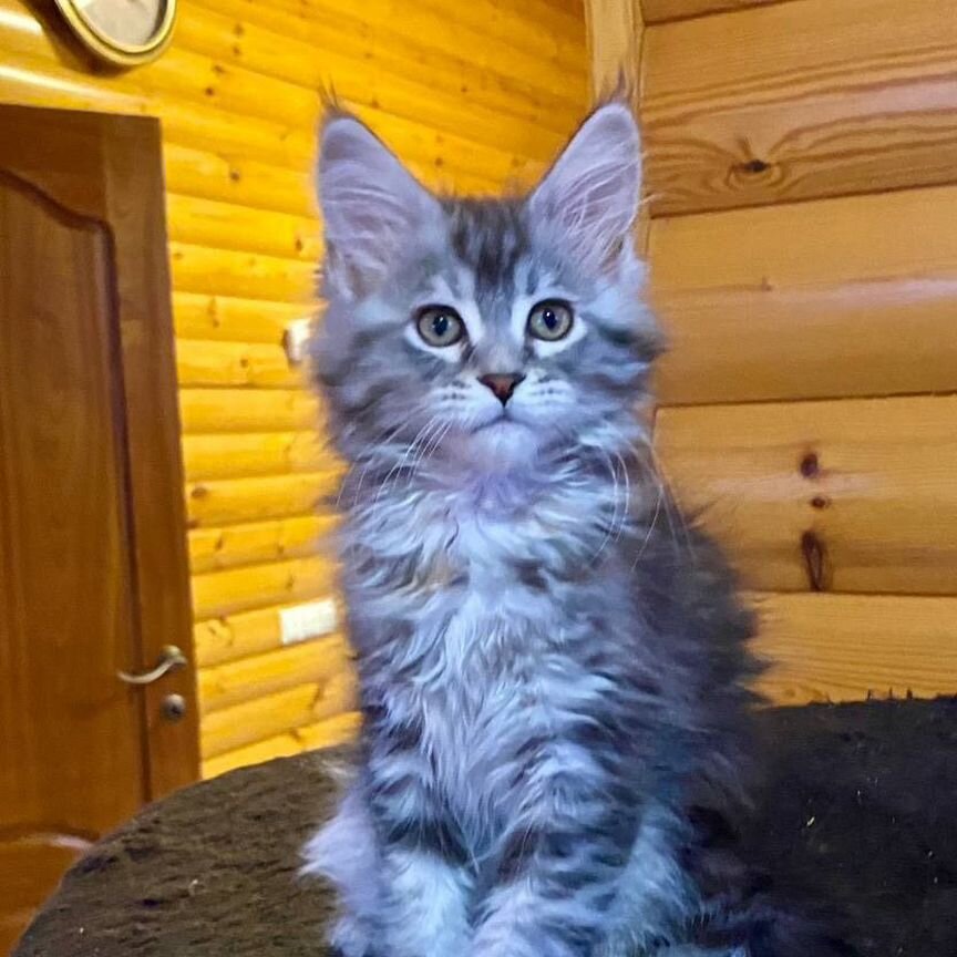 Котята мейн-кун