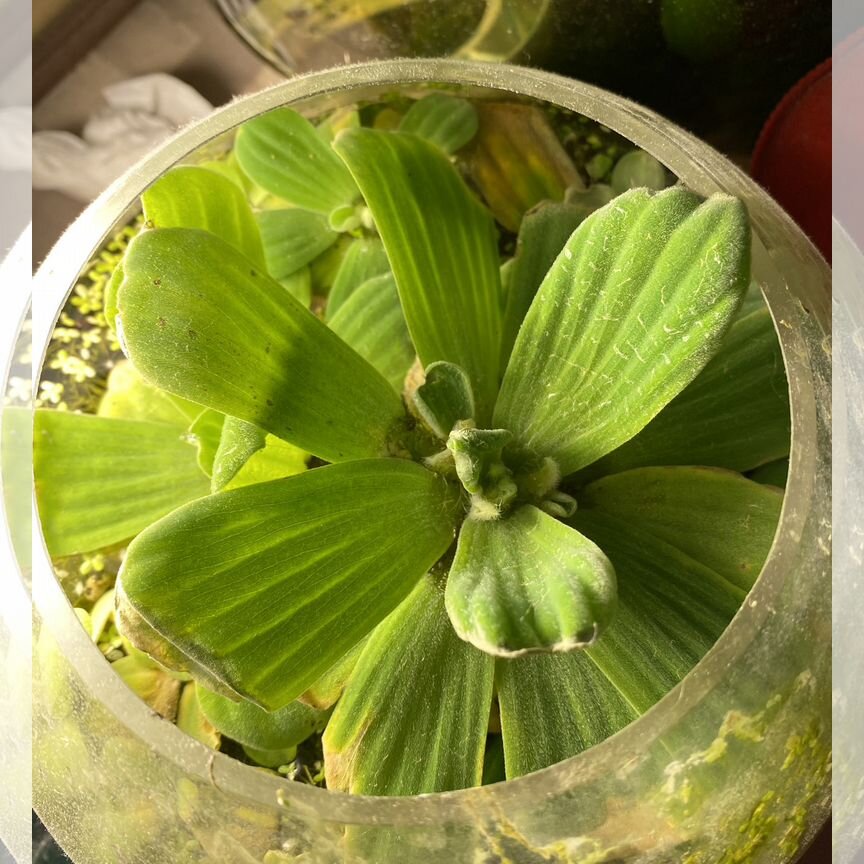 Аквариумное растение пистия