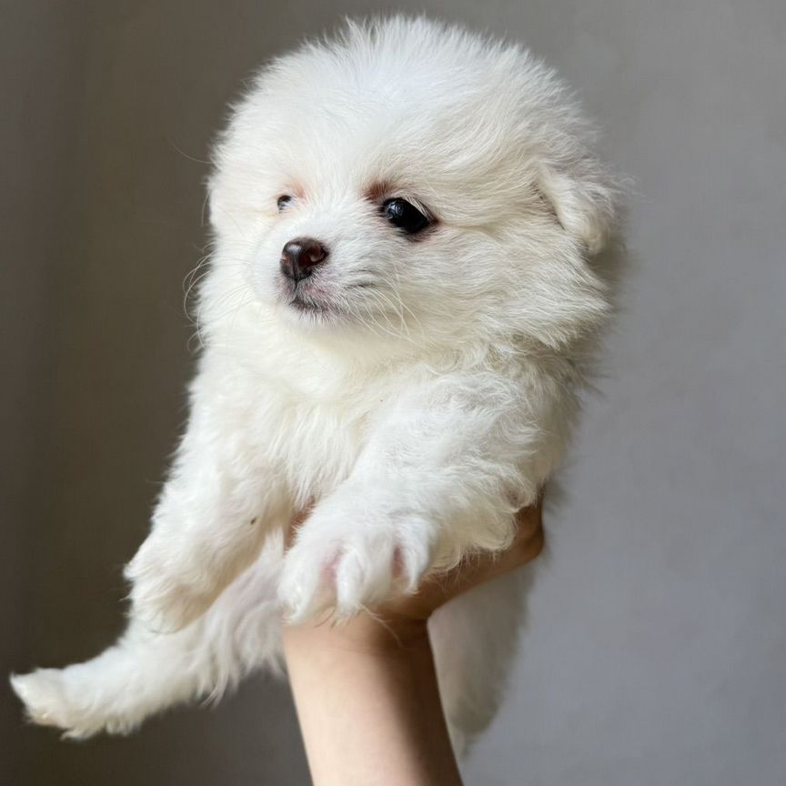 Померанский шпиц, щенок