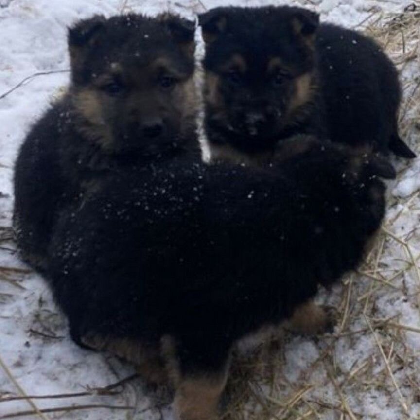 Немецкая овчарка, щенок