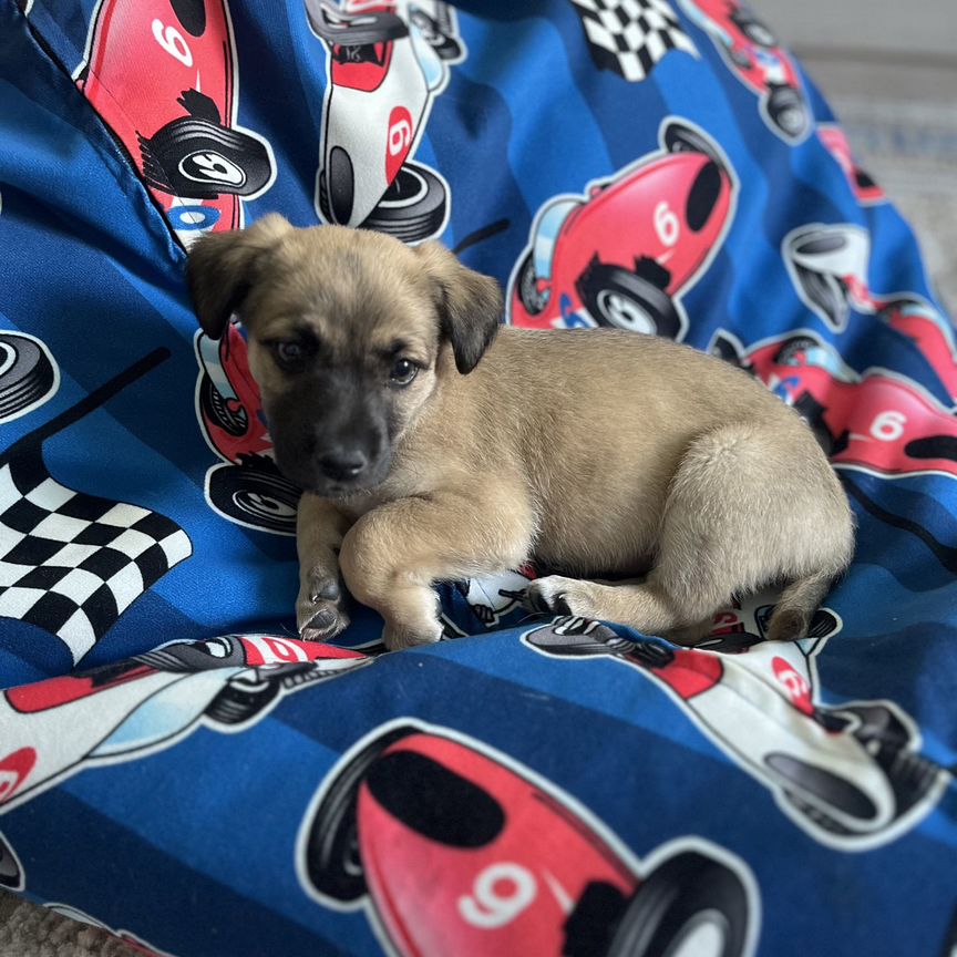 Отдам мальчика-щенка в добрые руки