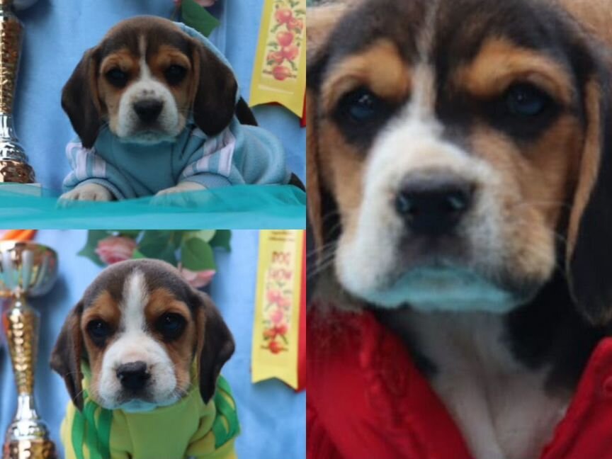 Щенки бигля