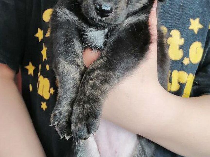 Маленький щенок, 1,5 мес