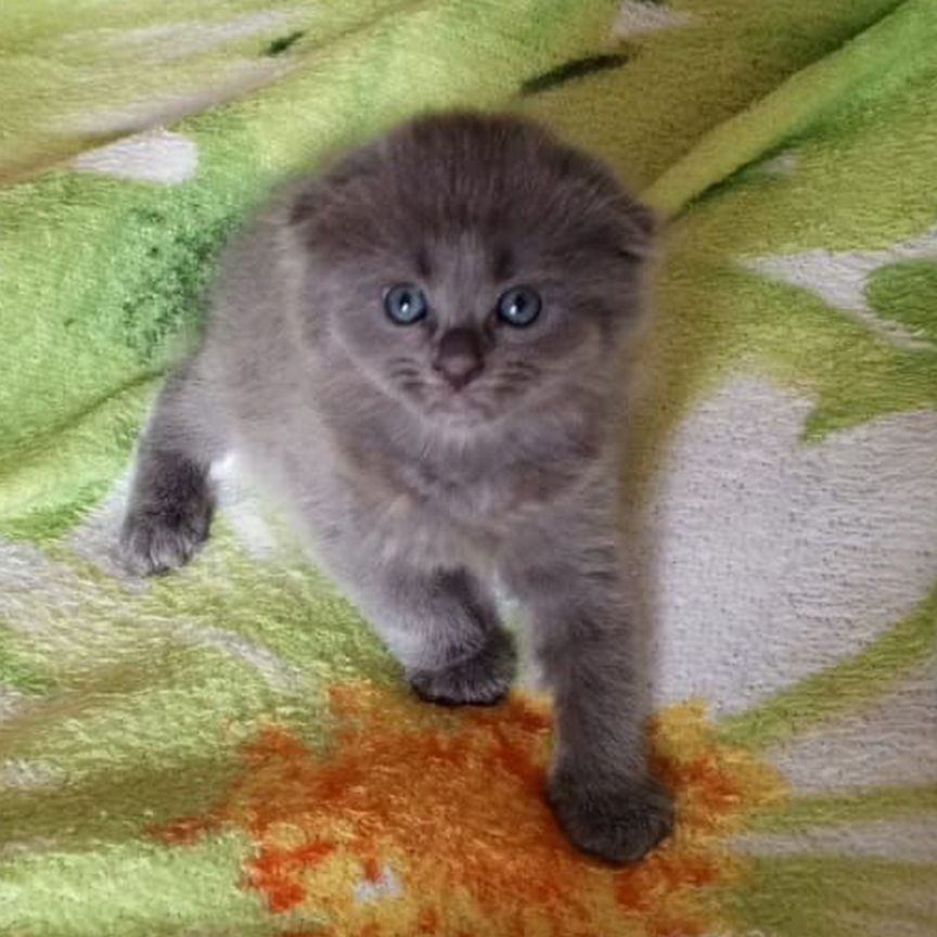 Продаю шотландский котят