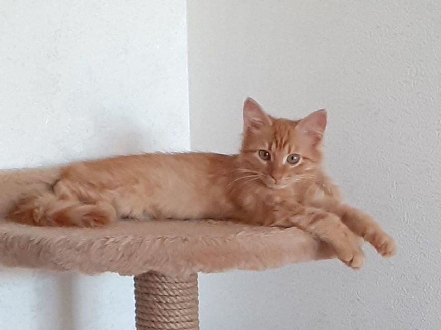 Рыжий котенок в добрые руки