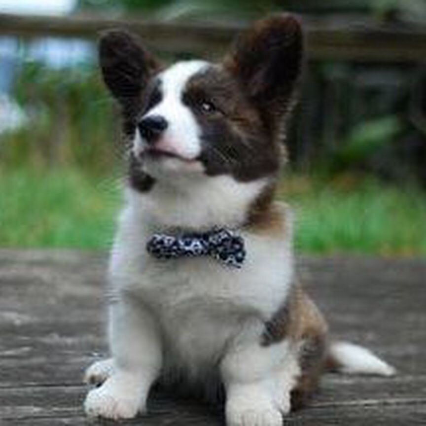 Вельш Корги Кардиган, щенок