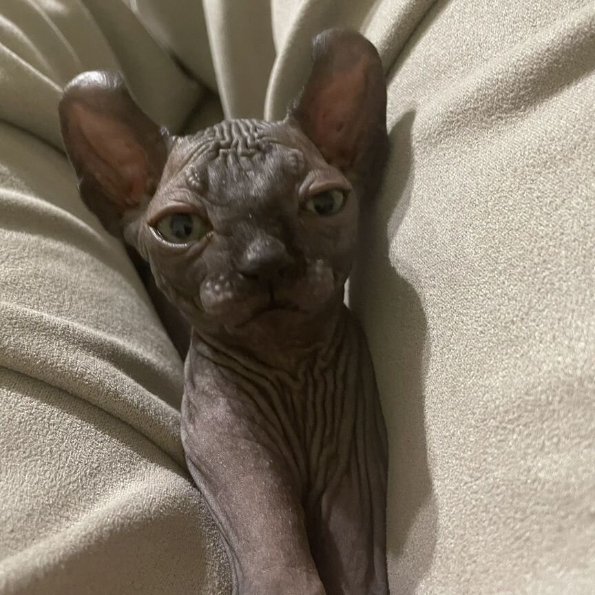 Котенок сфинкс эльф